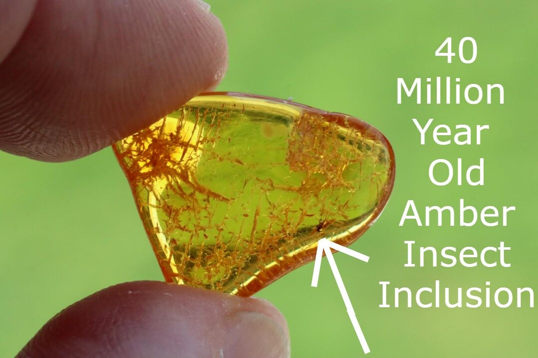 40 Million Year Old Amber Insect Inclusion A Lovely Small Piece to ...