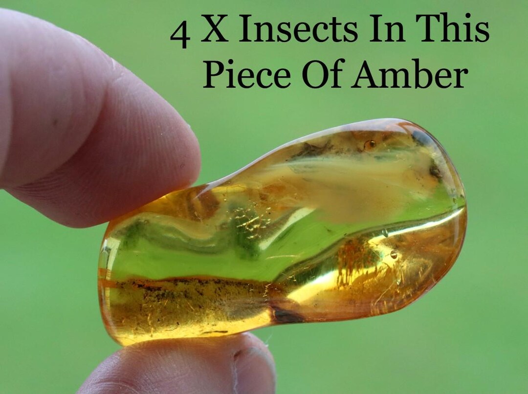Baltic Amber With 4 Insect Inclusions – Rare Fossil Specimen | Unique ...