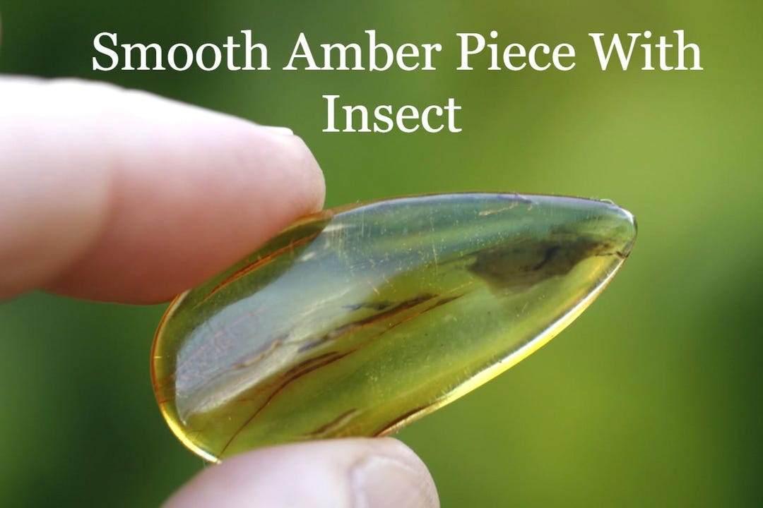Insects Inclusions in Baltic Amber / Bugs in Amber / Unique Fossil ...