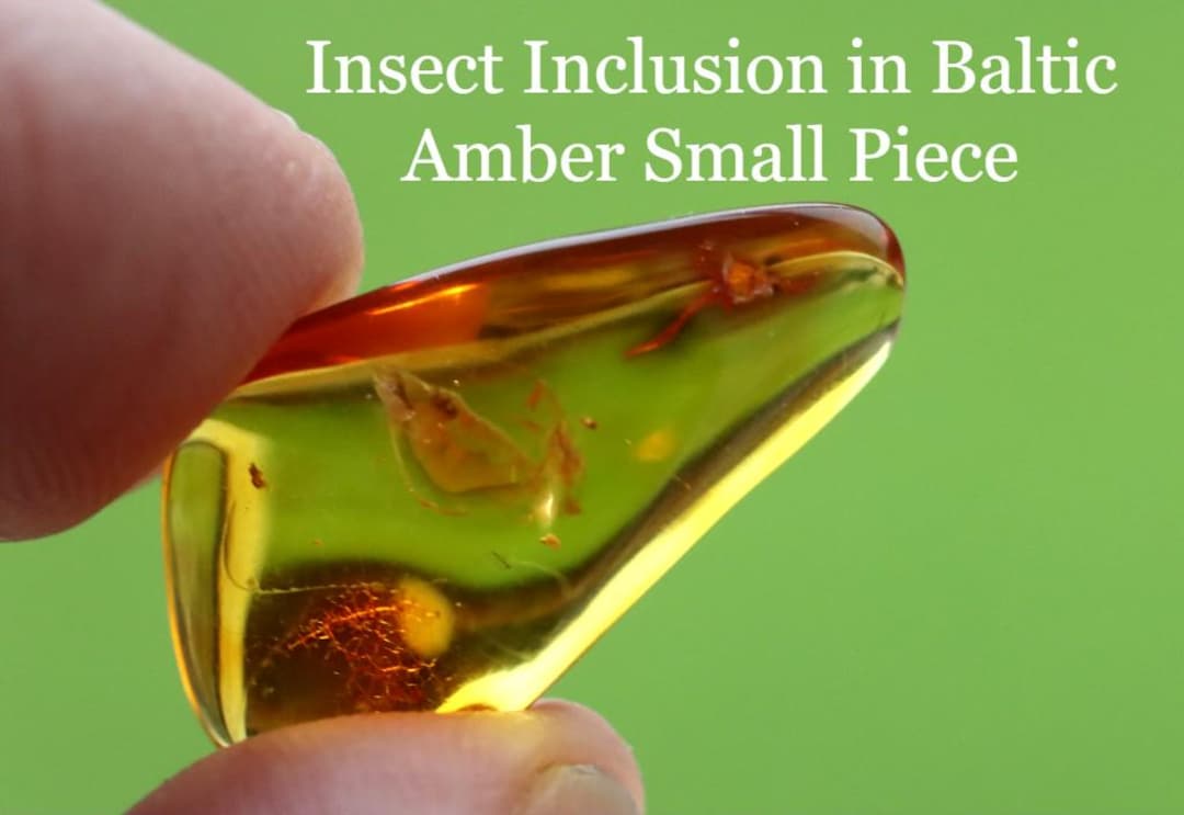 Insect Inclusion in Baltic Amber Small Piece / Amber Inclusion ...