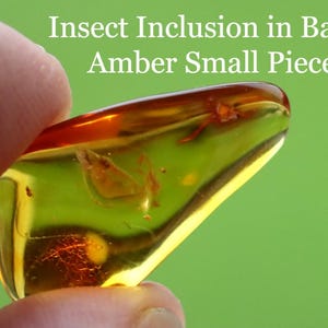 Insect Inclusion in Baltic Amber Small Piece / Amber Inclusion ...