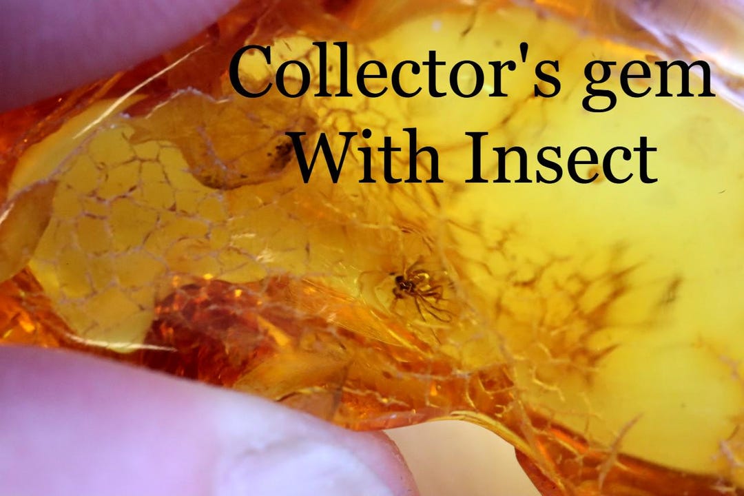 Geology Amber Insects Inclusion Fossil / Baltic Amber Museum Collector ...