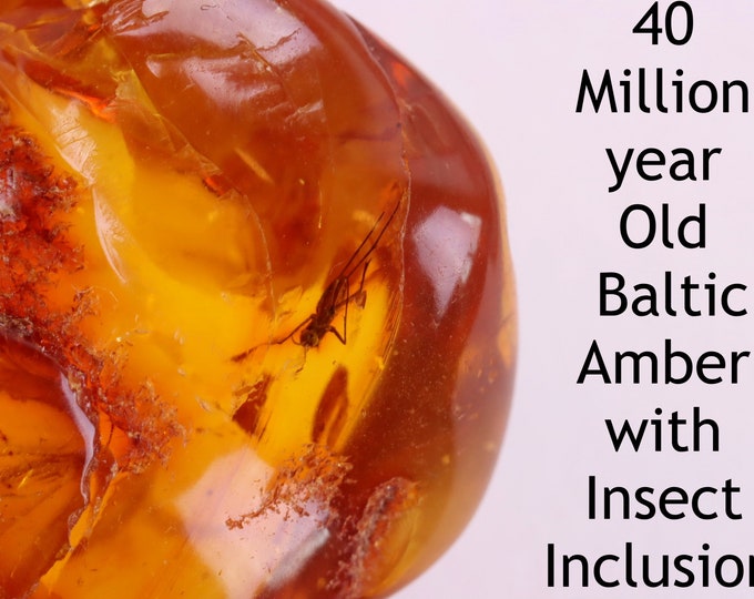 40 Million Year Old Baltic Amber With Insect Inclusions / Genuine ...