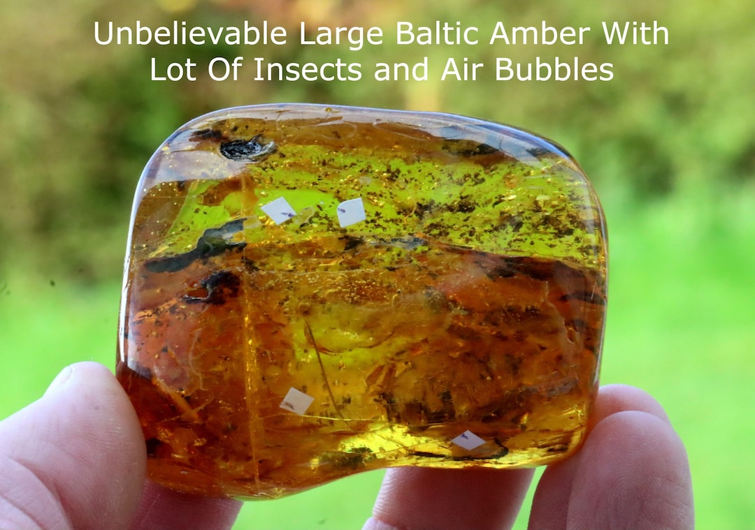 Large Baltic Amber Gem With 11 Insect Inclusions and Air Bubbles / Rare ...