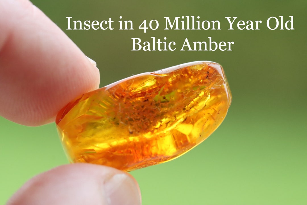 Insect in 40 Million-year-old Baltic Amber – Bug Fossil Inclusion ...