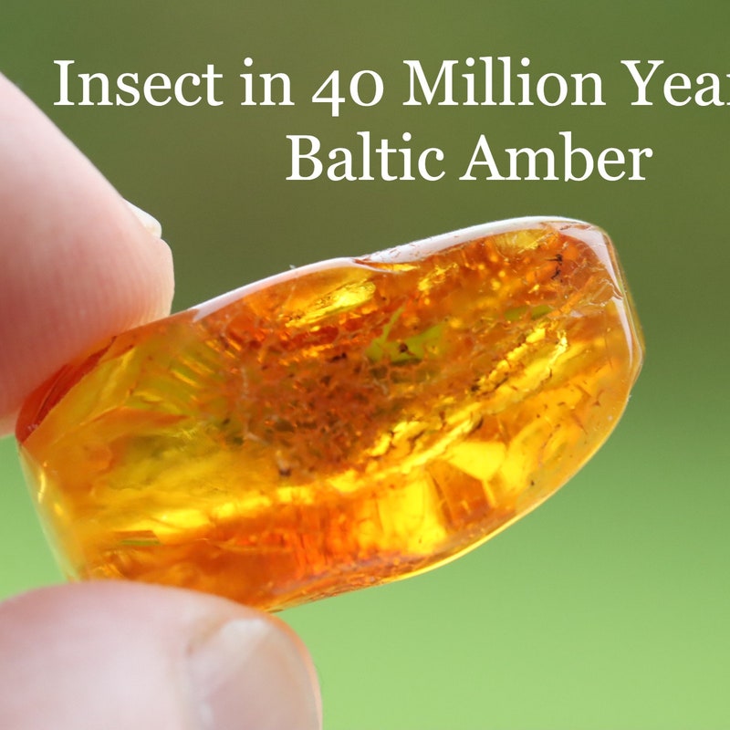 Amber With Insect - Etsy