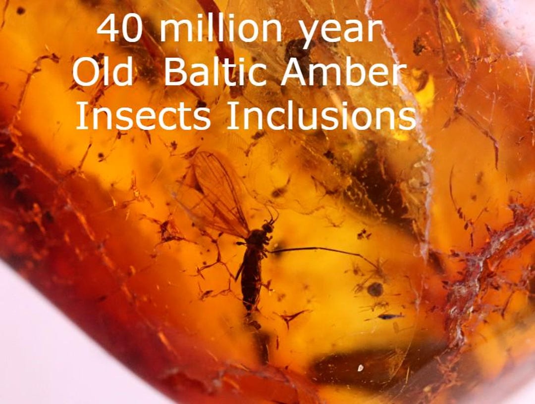 40 Million-year-old Baltic Amber With Insect Inclusions | Genuine ...