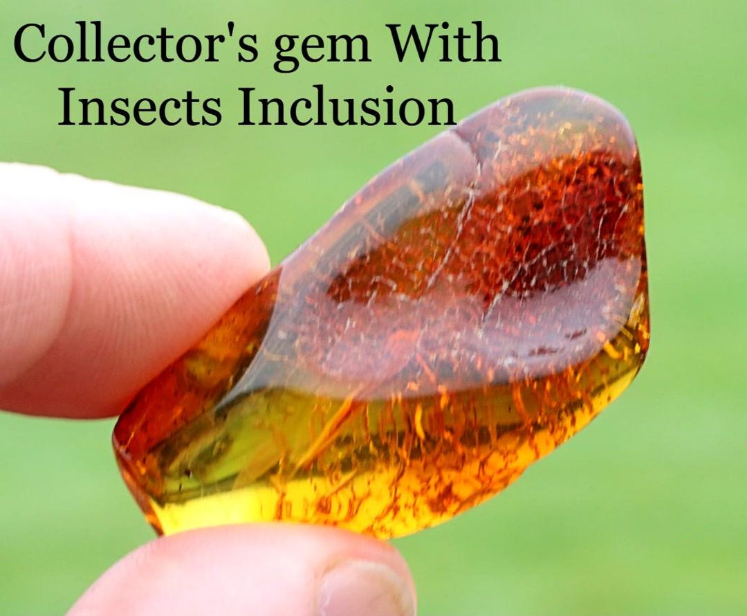 Baltic Amber Collector’s Gem With Insect Inclusions – Special Offer ...