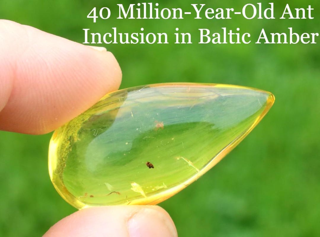 40 Million-year-old Ant Inclusion in Baltic Amber – Rare Fossil ...