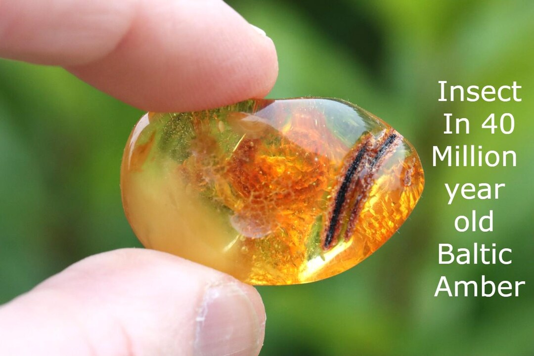 Special Offer – Baltic Amber With Insect Inclusion | 40 Million Year ...