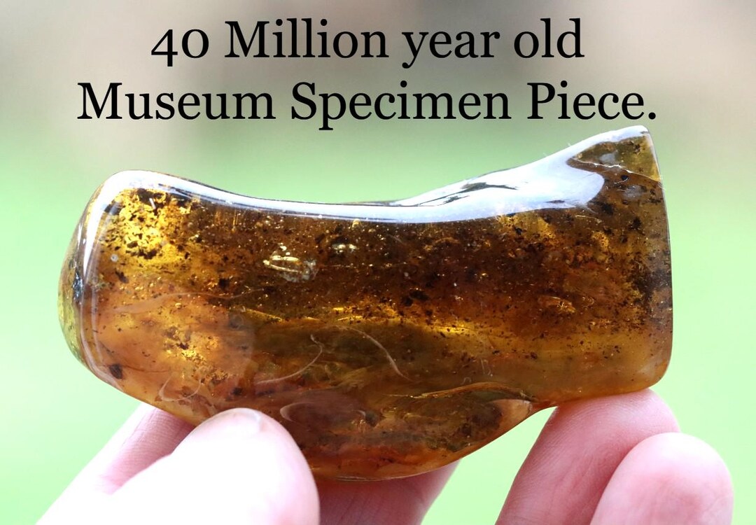 40 Million Year Old Museum Specimen Piece / Collector Piece / Gem for ...
