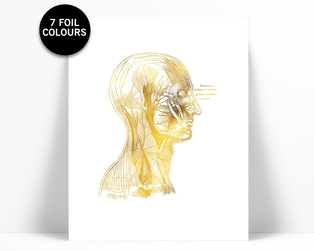 Human Head Anatomical Gold Foil Art Print - Anatomy Wall Art - Medical ...