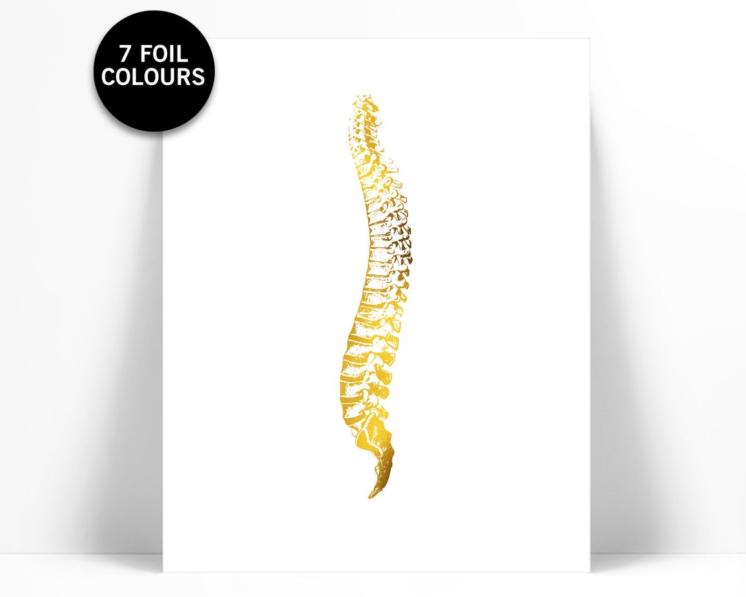 Human Spine Anatomical Gold Foil Art Print - Anatomy Wall Art ...