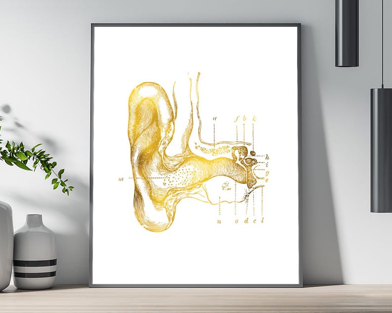 Human Ear Anatomical Gold Foil Art Print - Anatomy Wall Art - Medical ...
