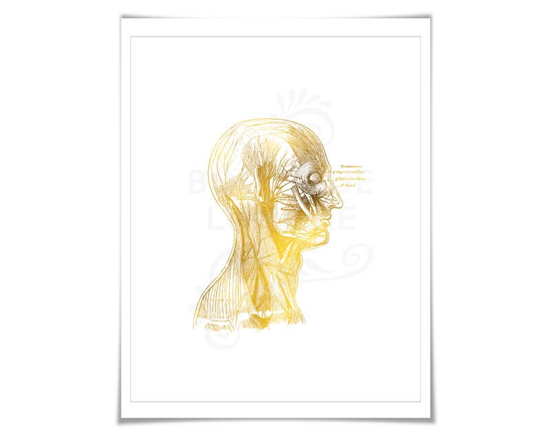 Human Head Anatomical Gold Foil Art Print Anatomy Wall Art - Etsy