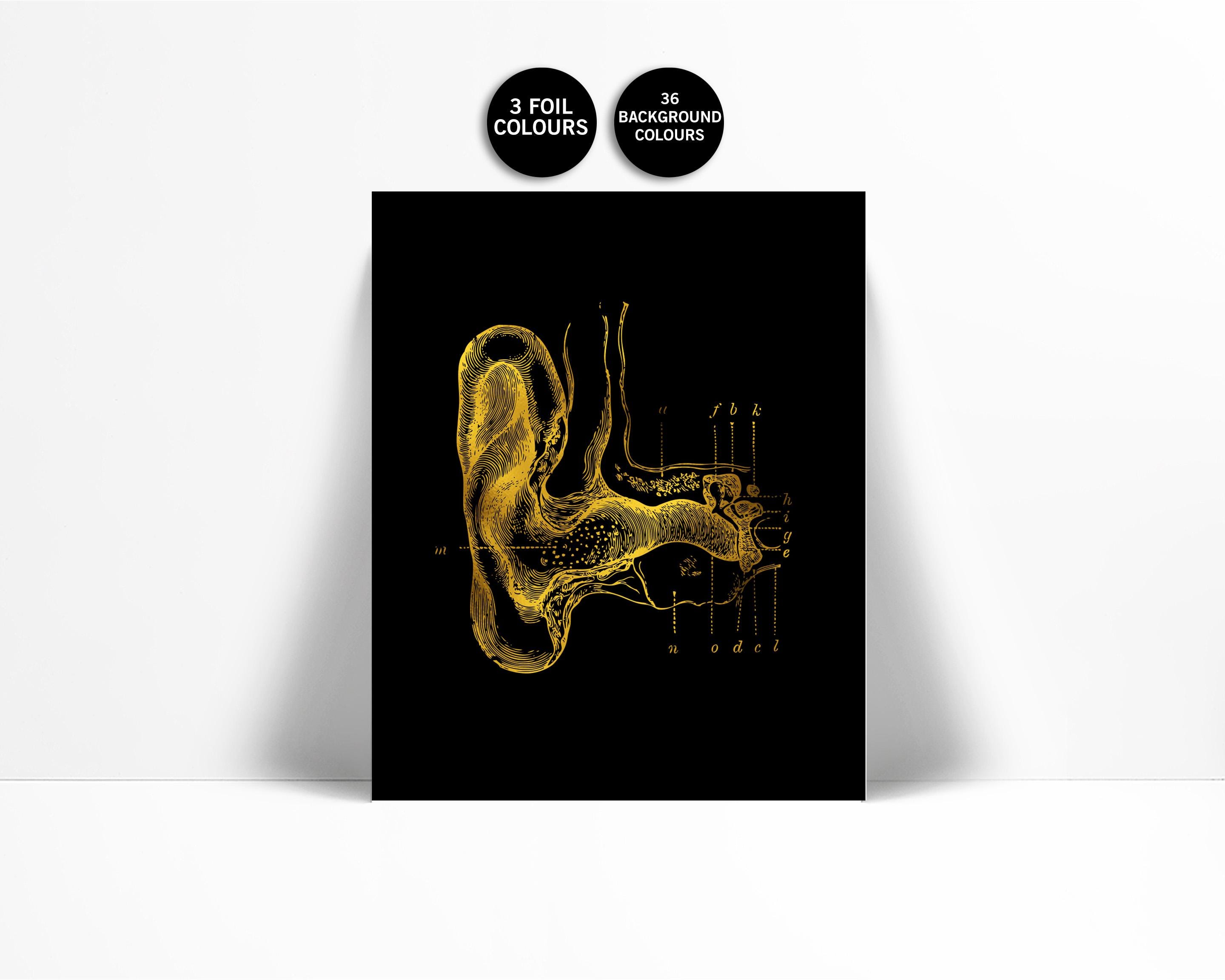 Human Ear Anatomical Gold Foil Art Print - Anatomy Wall Art - Medical ...