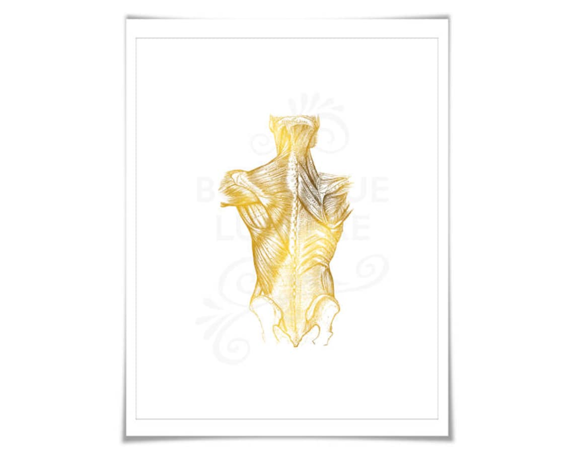 Human Body Anatomical Gold Foil Art Print Anatomy Wall Art | Etsy Canada