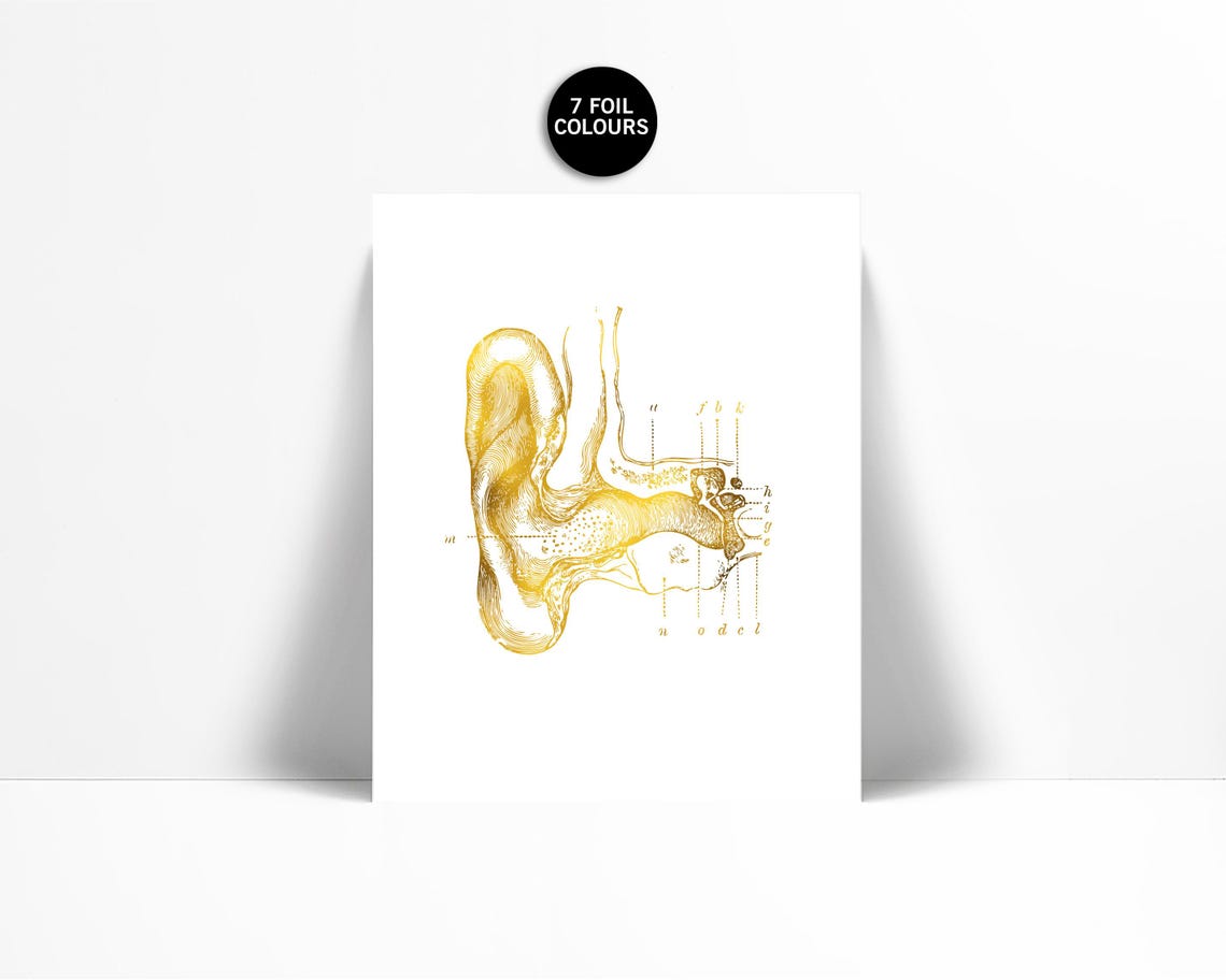 Human Ear Anatomical Gold Foil Art Print - Anatomy Wall Art - Medical ...