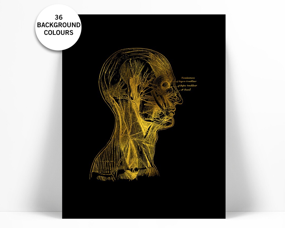 Human Head Anatomical Gold Foil Art Print - Anatomy Wall Art - Medical ...