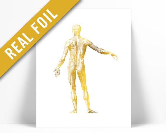 Human Body Anatomical Gold Foil Art Print Anatomy Wall Art | Etsy