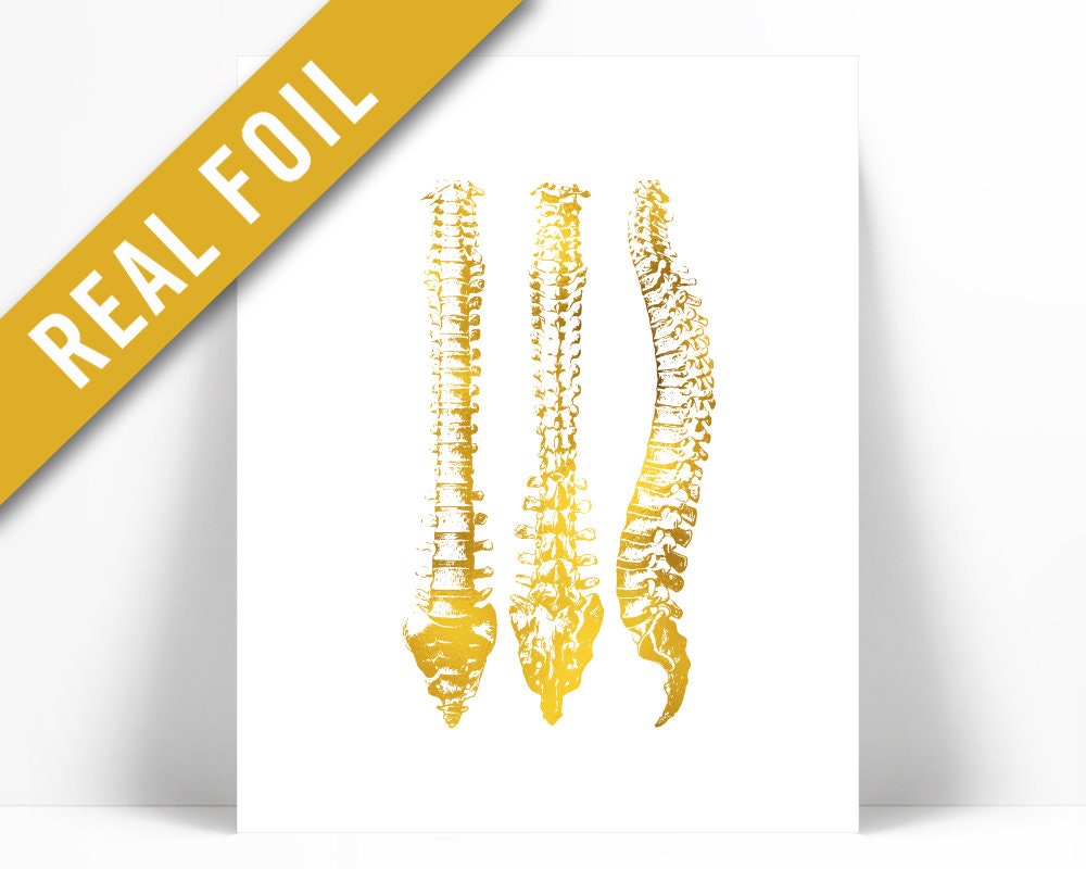 Human Spine Anatomical Gold Foil Art Print Anatomy Wall Art | Etsy