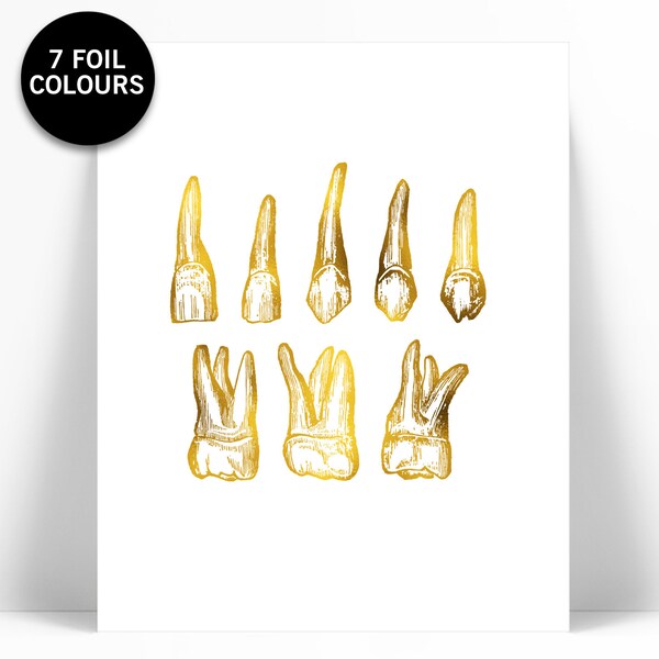 Tooth Anatomical Poster - Etsy