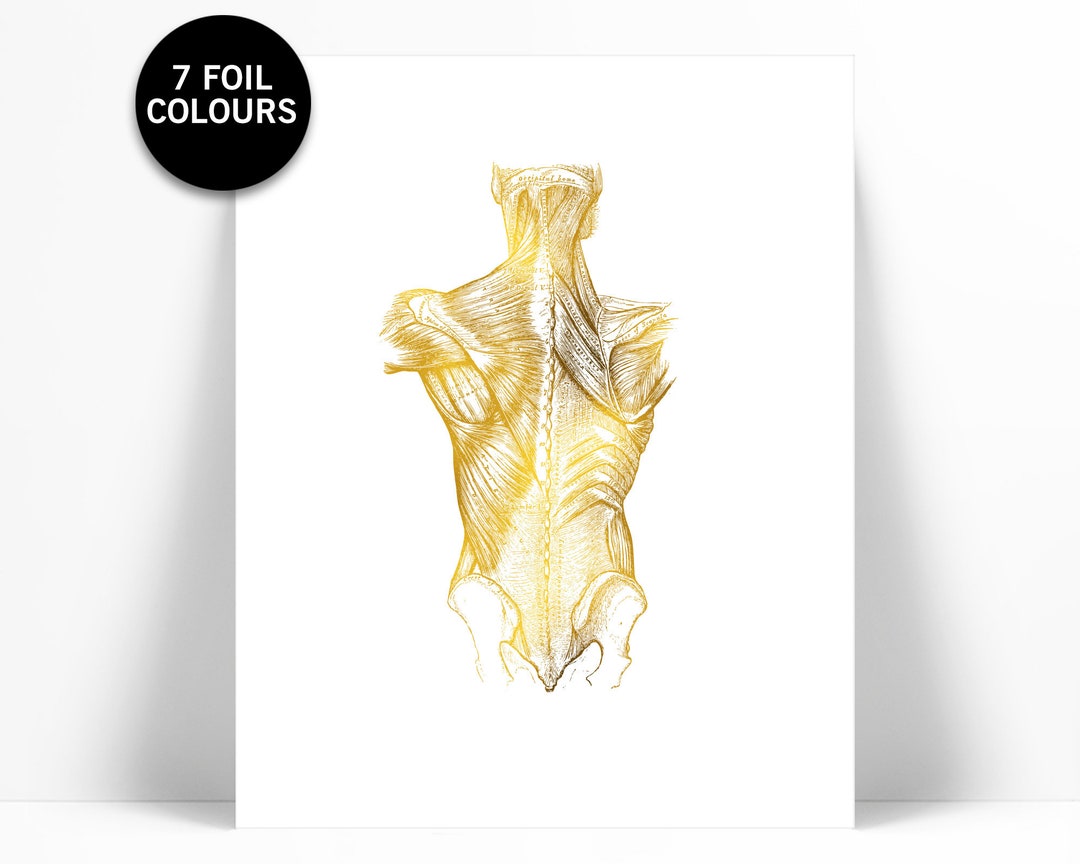 Human Body Anatomical Gold Foil Art Print - Anatomy Wall Art - Back ...