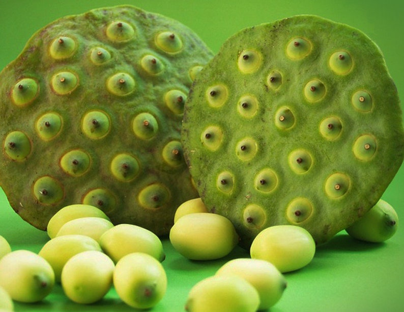 Lotus Plumule Plumula Nelumbinis Lian Zi Xin Sleep Aid - Etsy