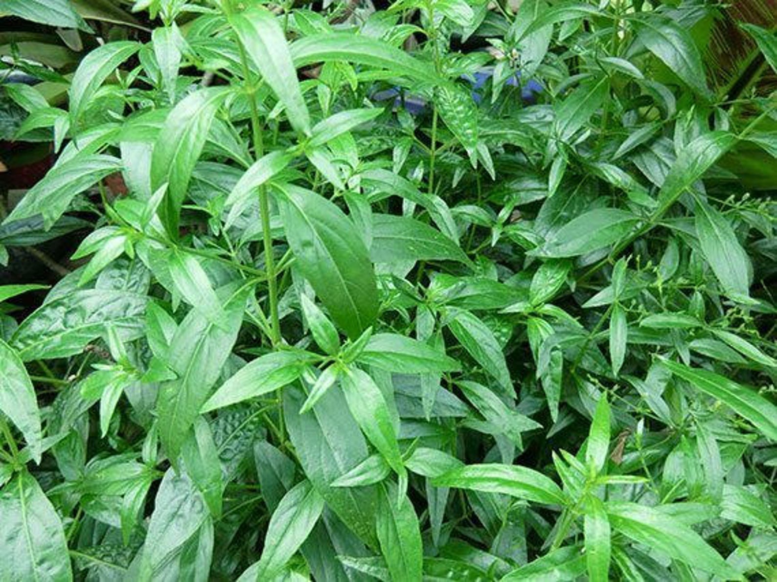 Pure Green Chiretta Andrographis Paniculata Powder King of Bitters ...