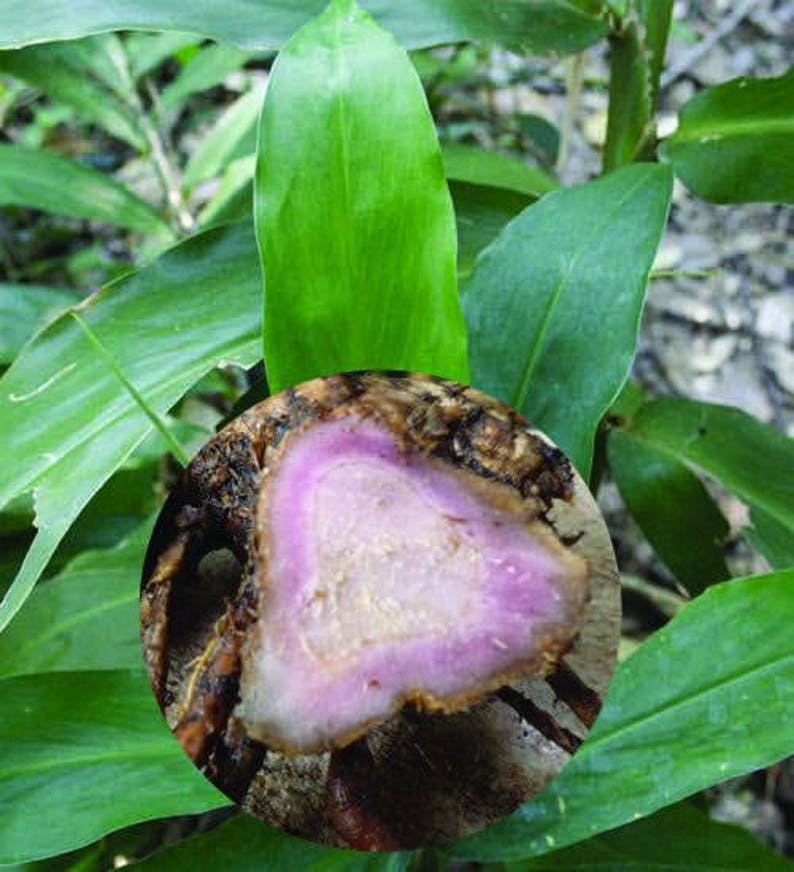 Pure Black Ginger Black Galingale Kaempferia Parviflora Sexual - Etsy
