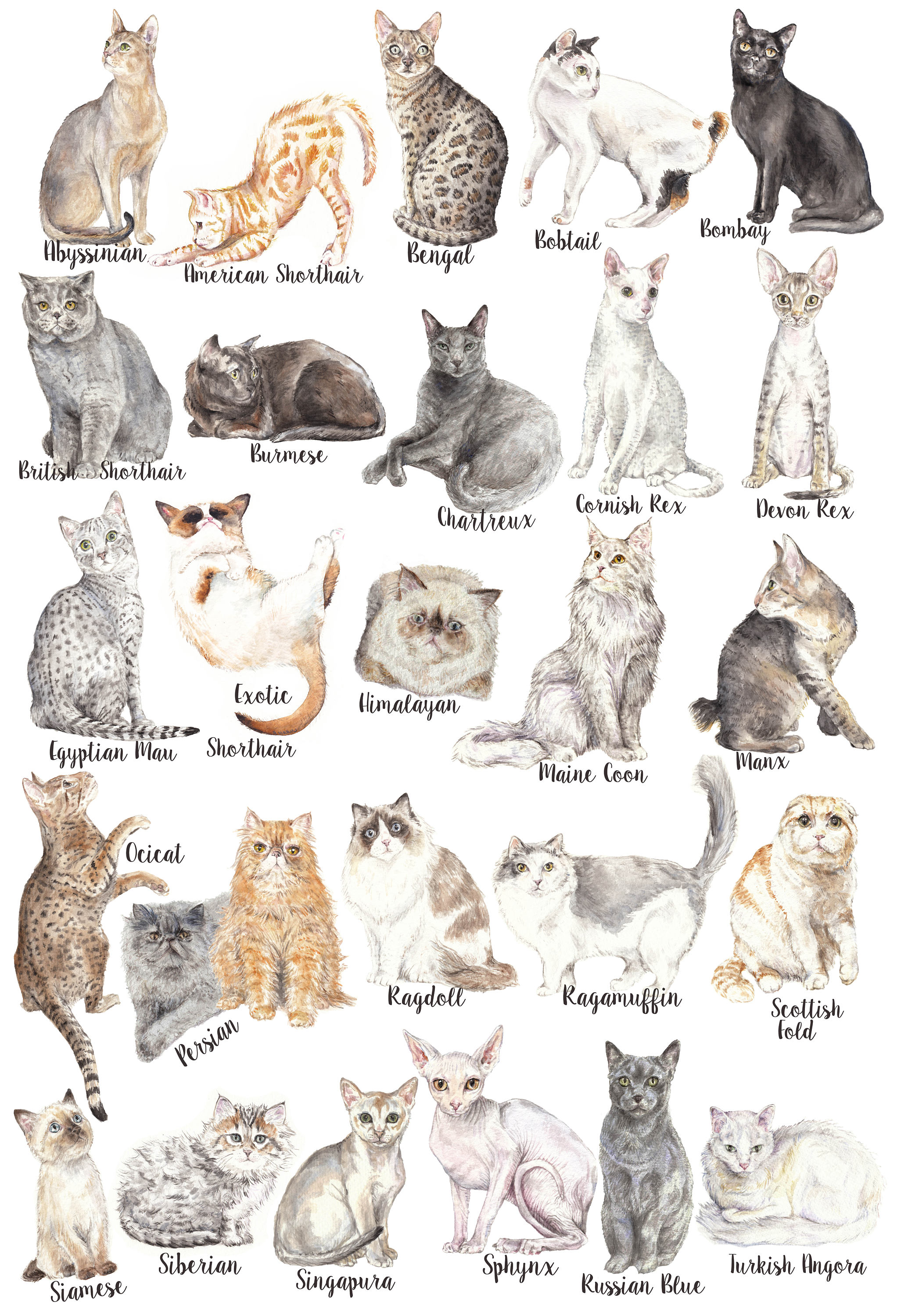 ABC Cats Alphabet Poster Original Watercolors | Etsy