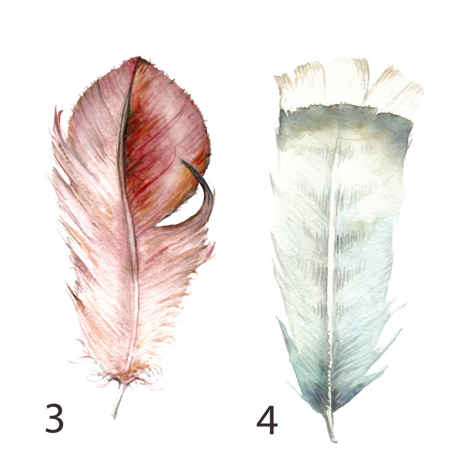 8.5 x 11 Single Watercolor Feather Print: You choose from 9 | Etsy