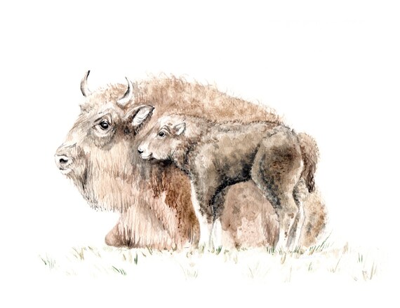 Bison Baby Buffalo