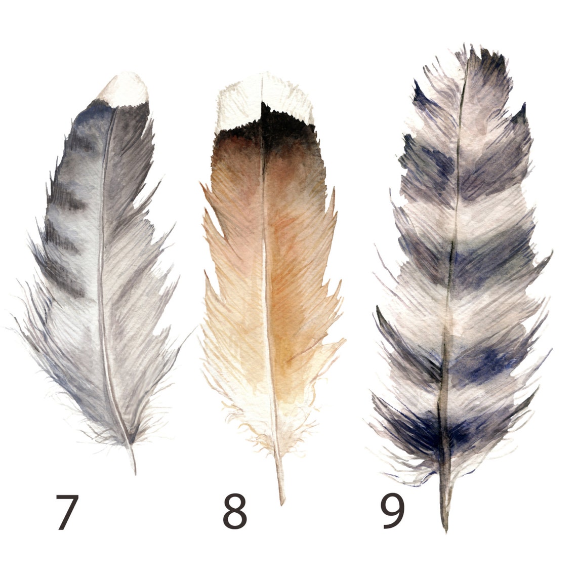 8.5 X 11 Single Watercolor Feather Print: You Choose From 9 - Etsy