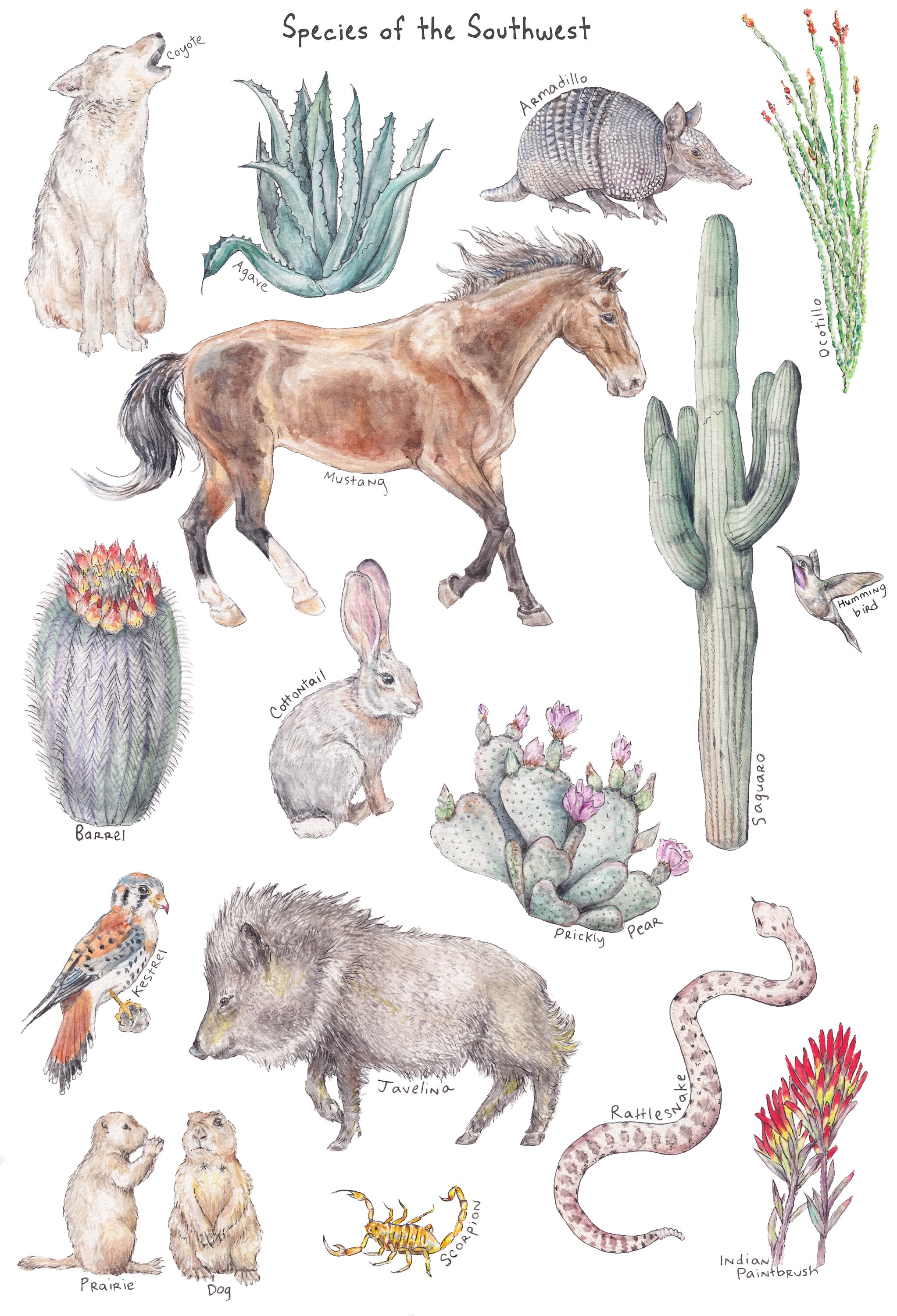 South West Region Animals