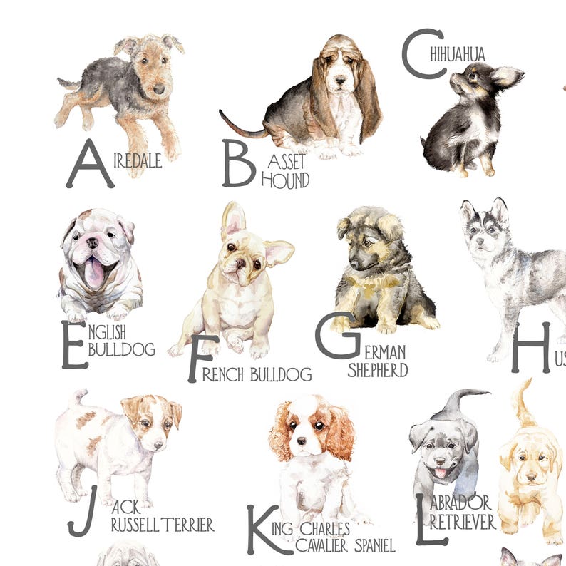 ABC Animal Alphabet Posters 18 X 24 - Choose From Six - Original ...