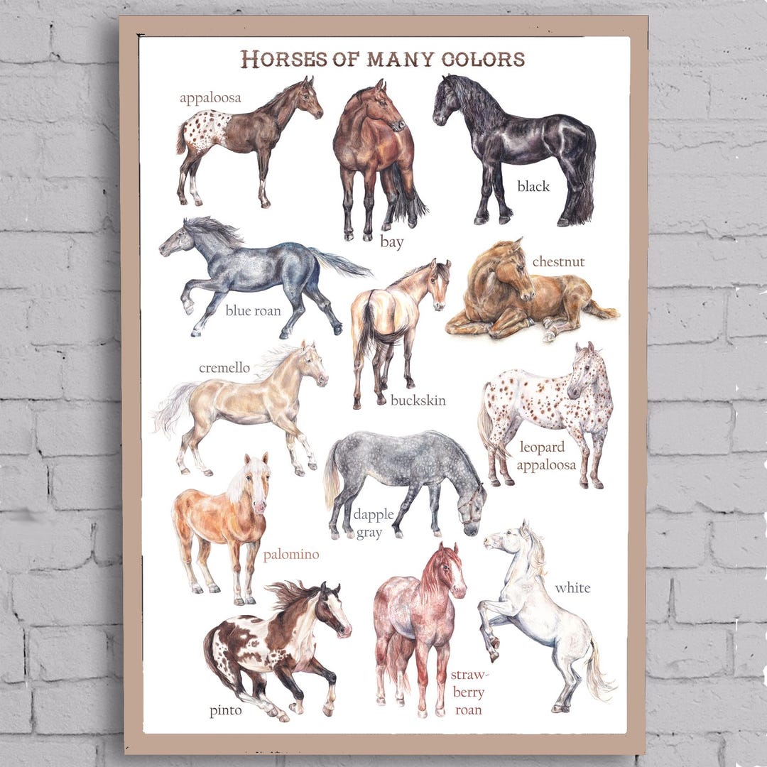 Horse Colors Poster - Equine Original Watercolor Paintings - Etsy