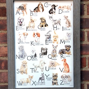 ABC Dog Breeds Alphabet Poster - Original Watercolors - Etsy