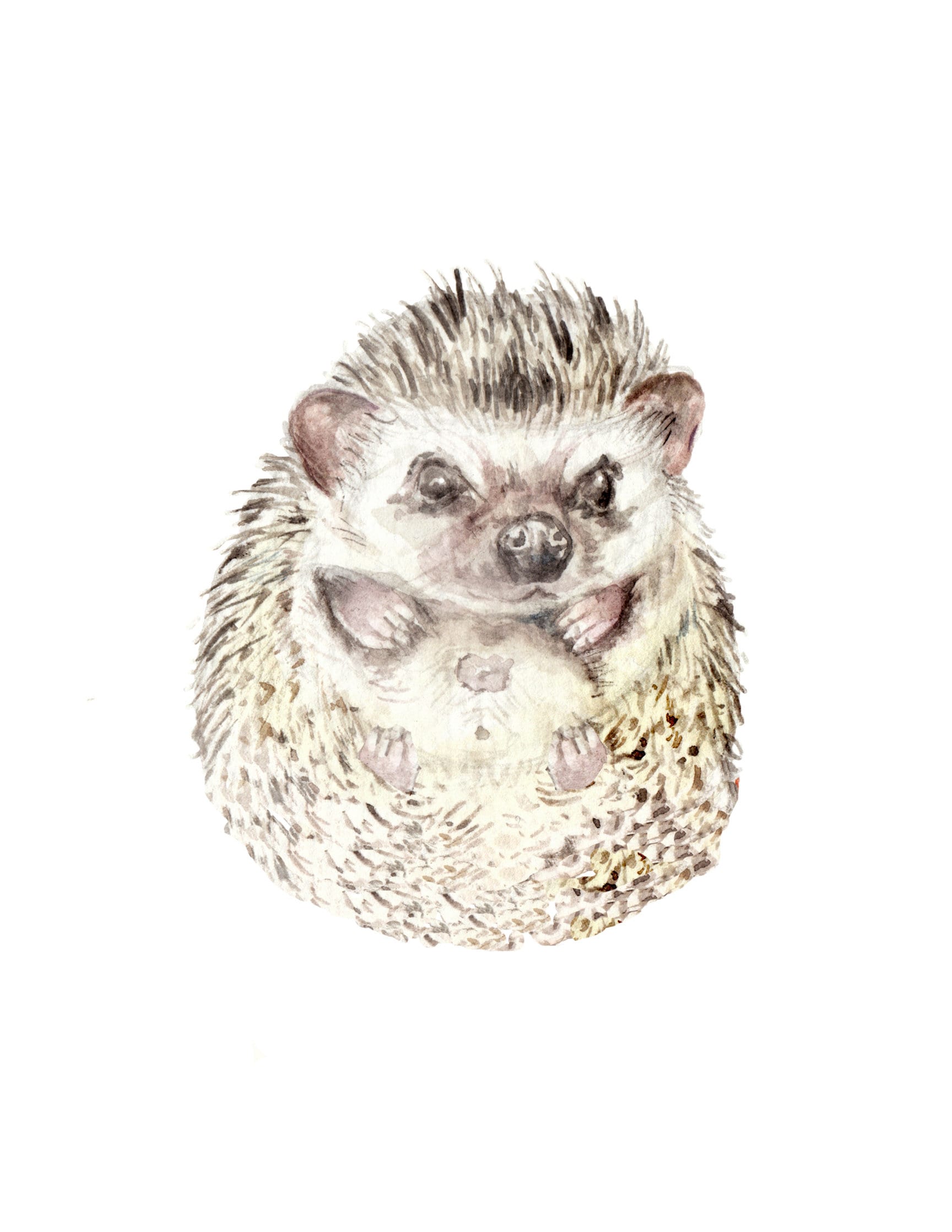Hedgehog and Cactus Watercolor Limited Edition Print 8.5x11 Cute Quirky ...