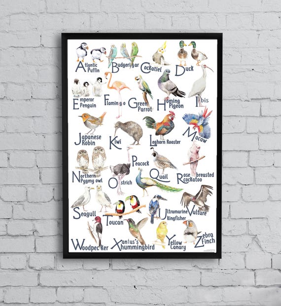 Birds ABC Alphabet Poster Original Watercolor Paintings | Etsy
