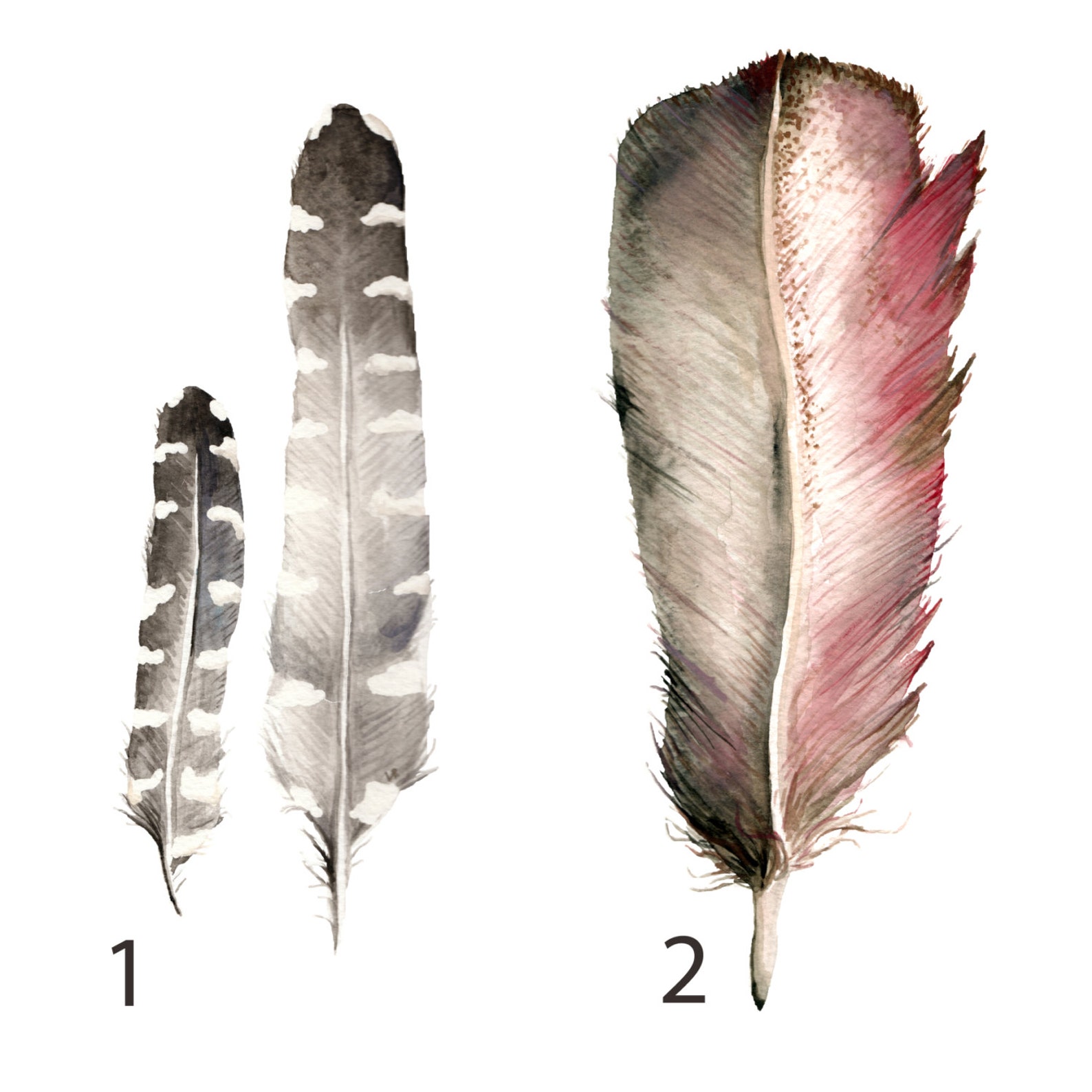 8.5 X 11 Single Watercolor Feather Print: You Choose From 9 - Etsy