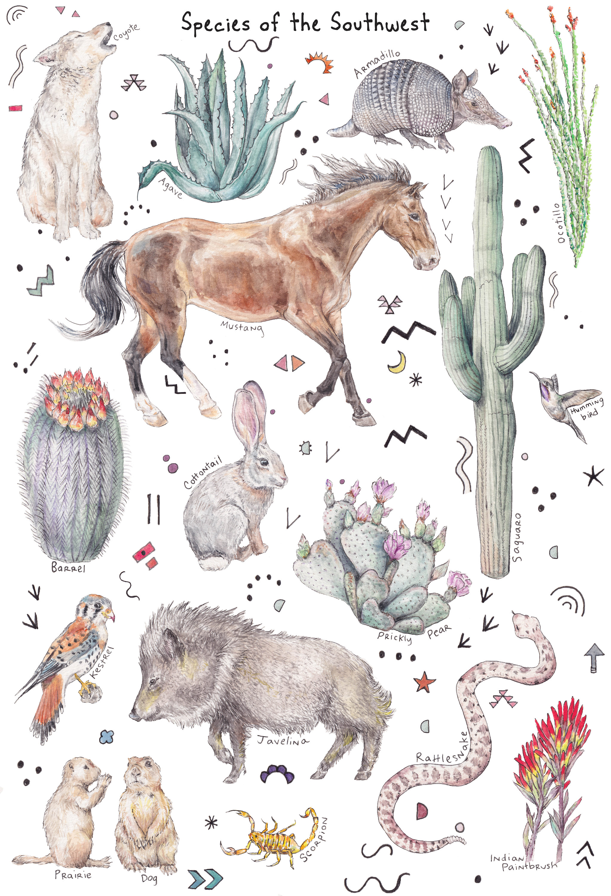 Southwest Region Animals