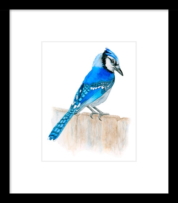 Simple Blue Jay Drawing
