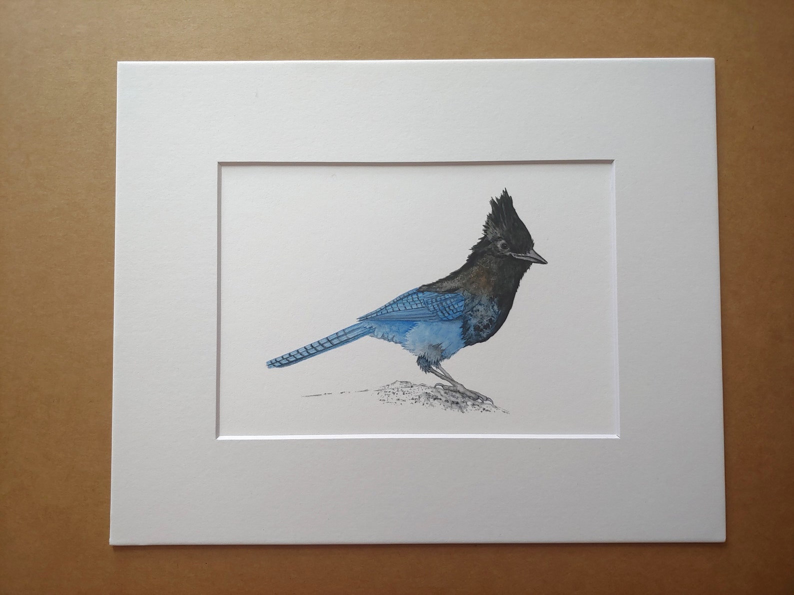 STELLARS JAY ART, Stellar Jay Art Print, Steller's Jay Painting ...