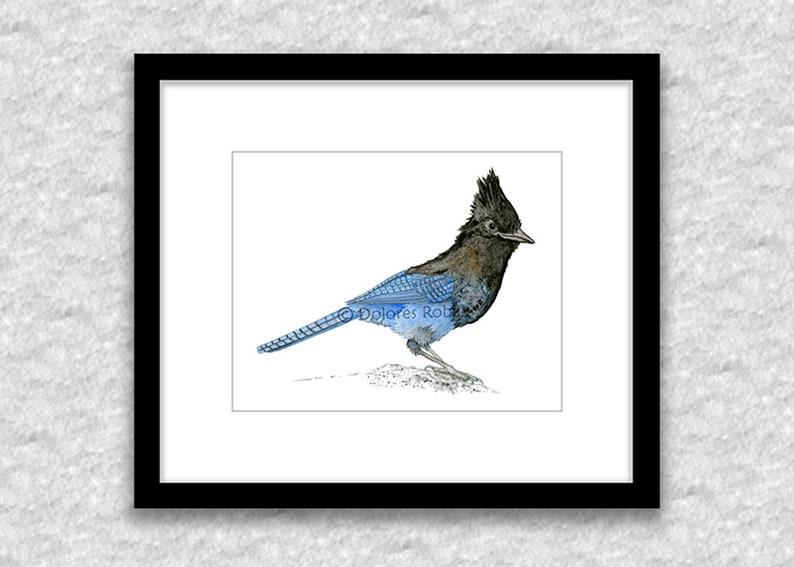 STELLARS JAY ART, Stellar Jay Art Print, Steller's Jay Painting ...