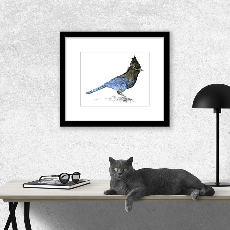 STELLARS JAY ART, Stellar Jay Art Print, Steller's Jay Painting ...