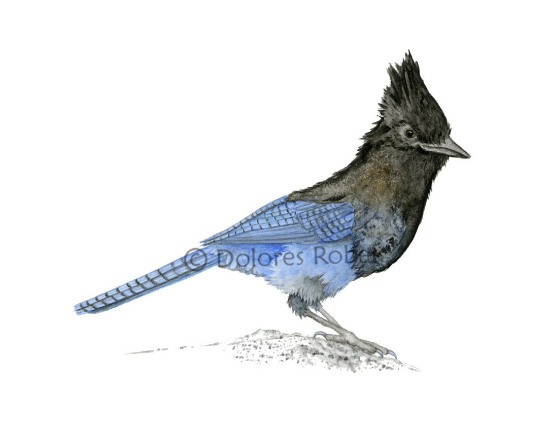 STELLARS JAY ART, Stellar Jay Art Print, Steller's Jay Painting ...