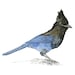 STELLARS JAY ART, Stellar Jay Art Print, Steller's Jay Painting ...