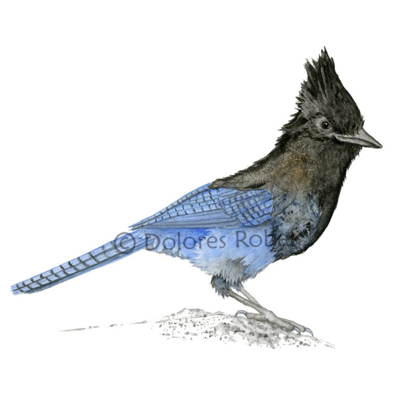 Blue Jay Art - Etsy