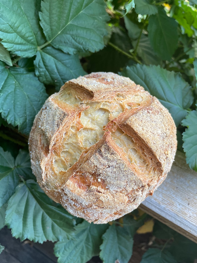 Gluten-free Sourdough Starter: Organic, Biodynamic, Australian Vintage ...